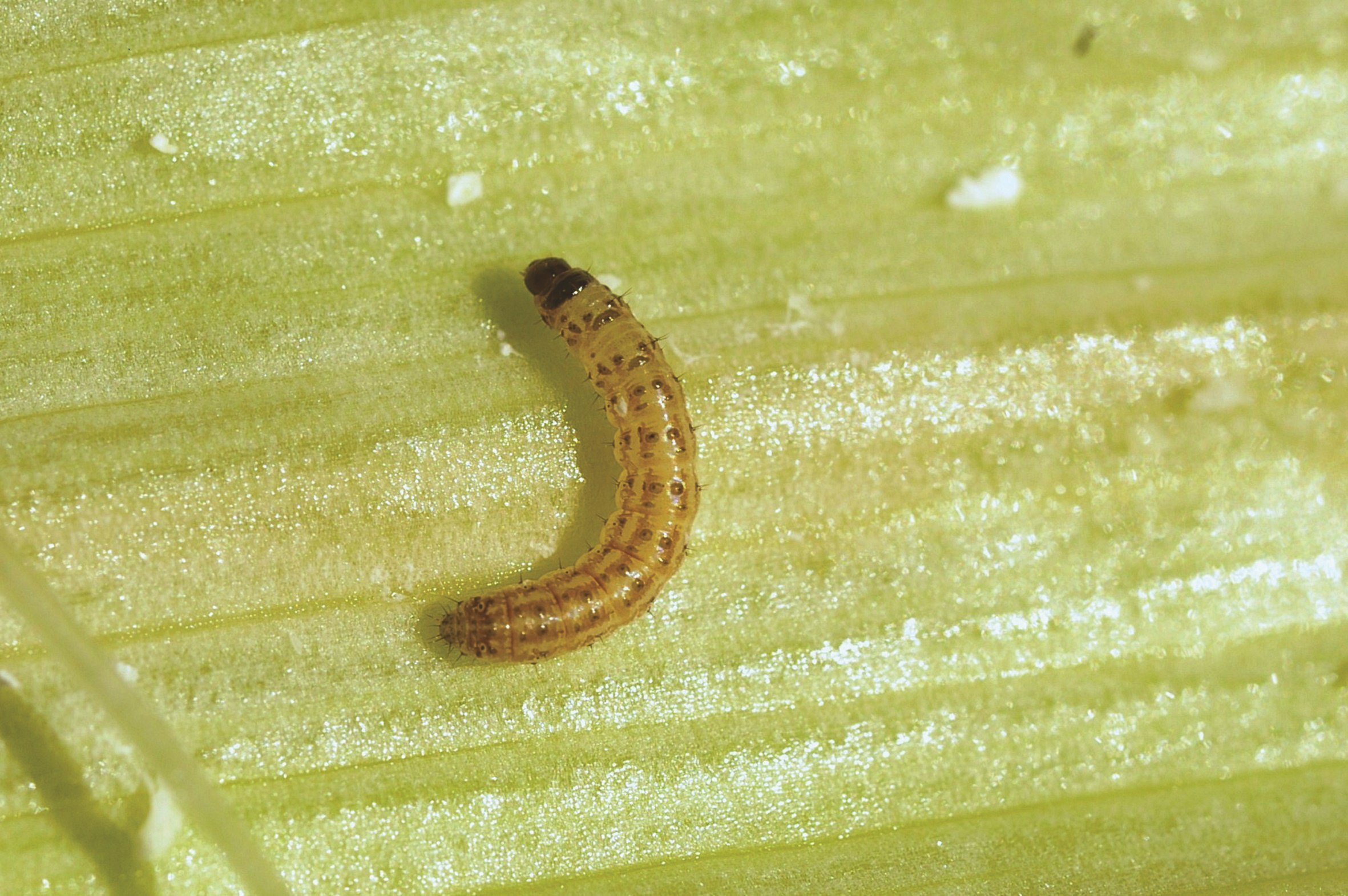 Know your pests: Chilo borer